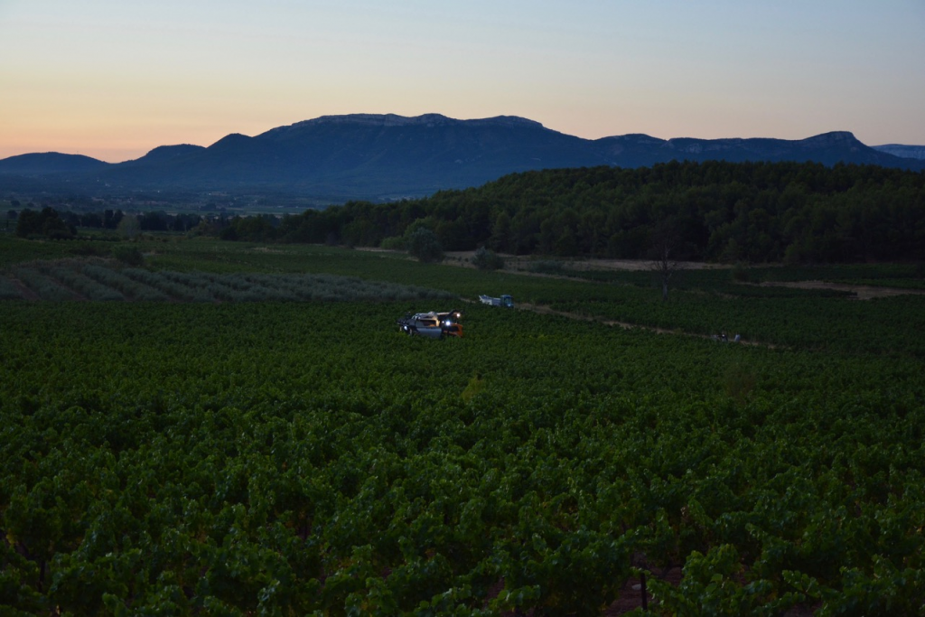 Vendanges 2016 - Les Vignerons du Mont Sainte-Victoire