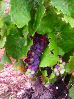 La Véraison : les grains de raisin commencent à changer de couleur ...