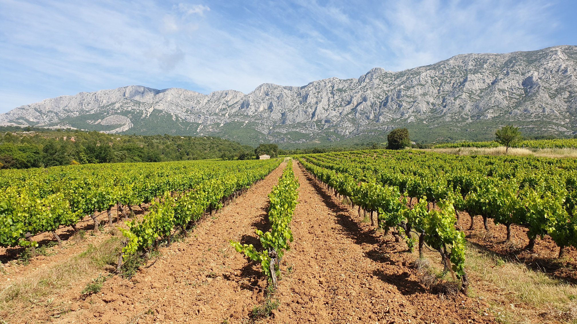 La floraison est presque finie Les futurs raisins ont la taille de ...