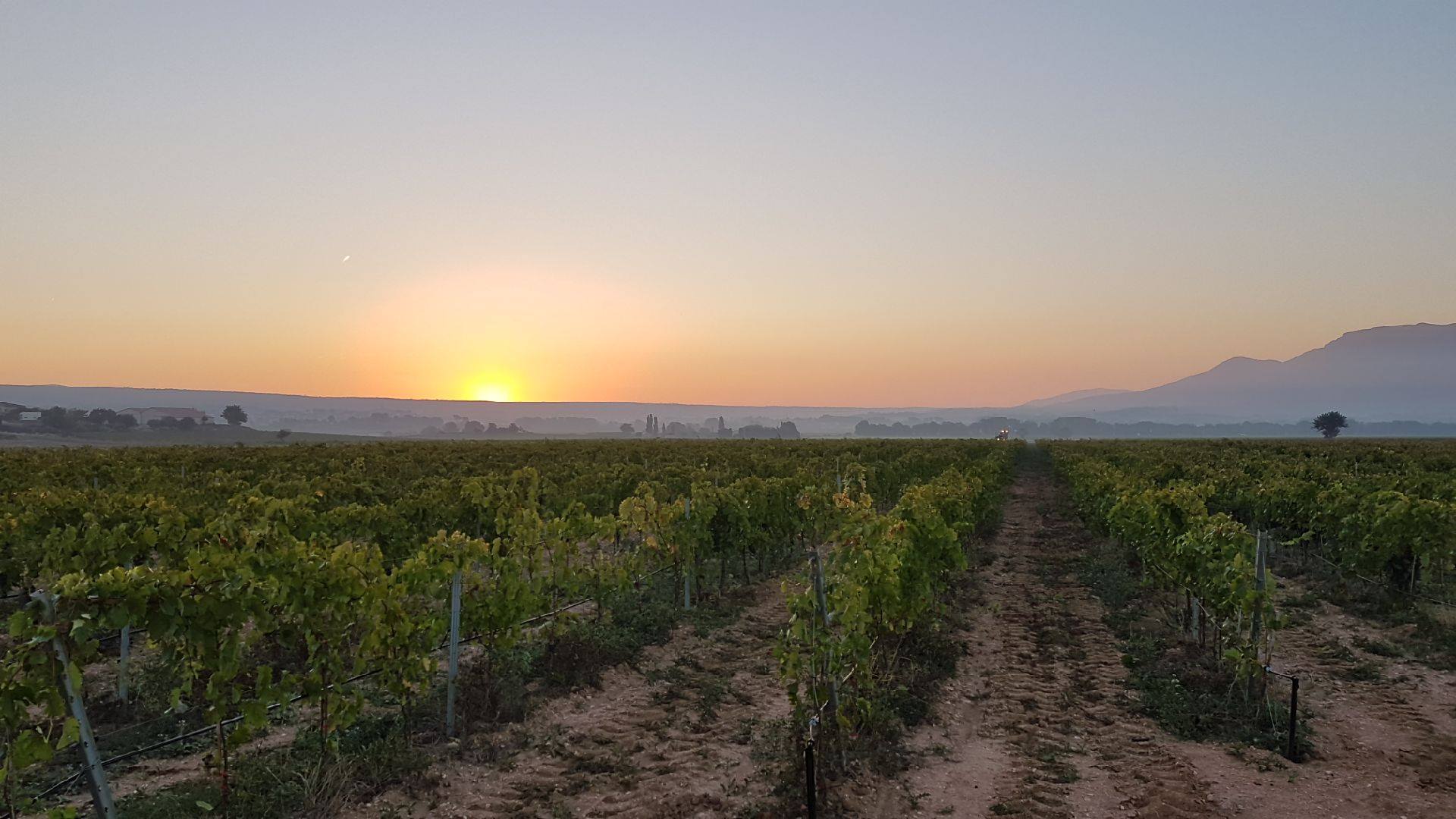Vendanges 2018 - Les Vignerons du Mont Sainte-Victoire